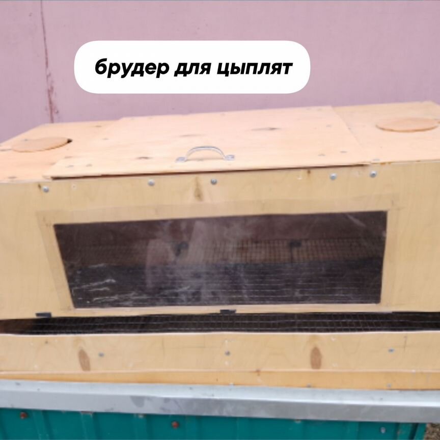 Брудер для цыплят