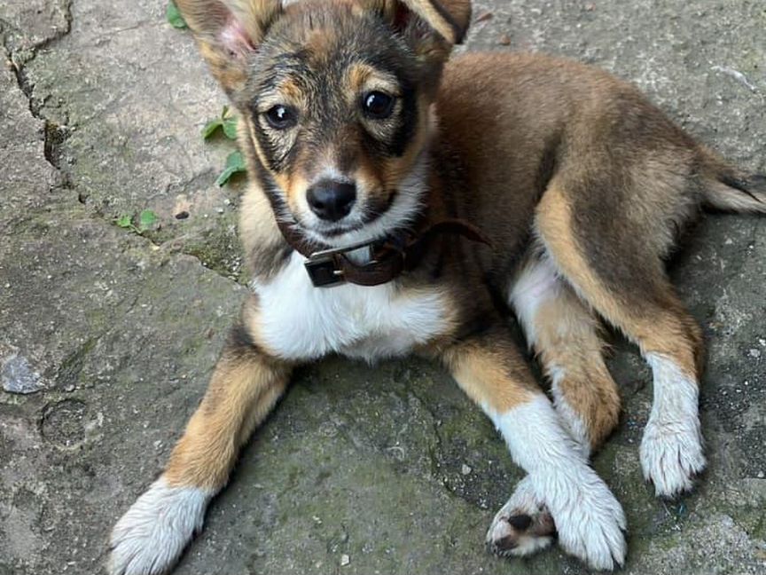 Щенок мелкой породы в квартиру или в дом