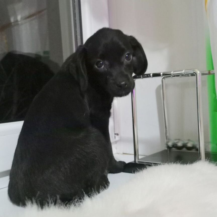 Щенок в добрые руки