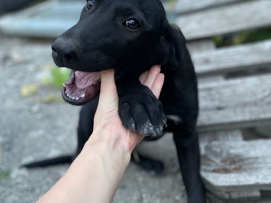 Щенок в добрые руки бесплатно