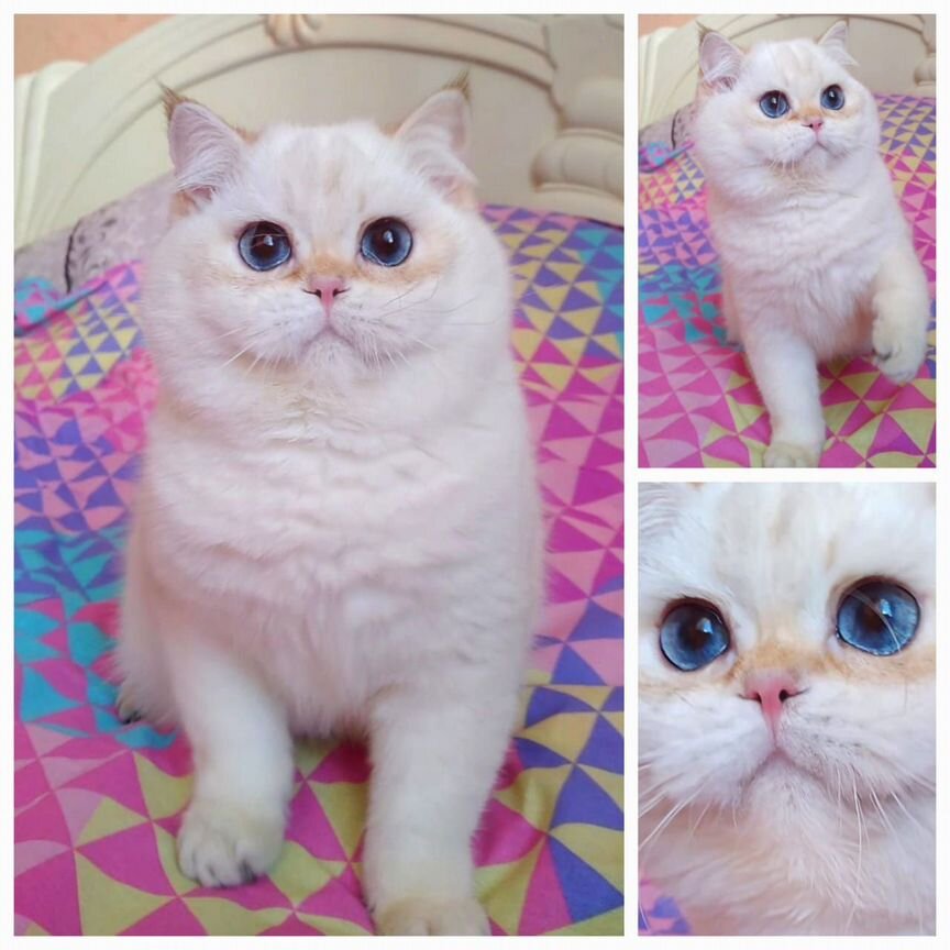 Шотландские котята