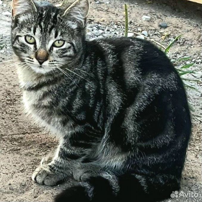 Котенок с мраморным окрасом, девочка
