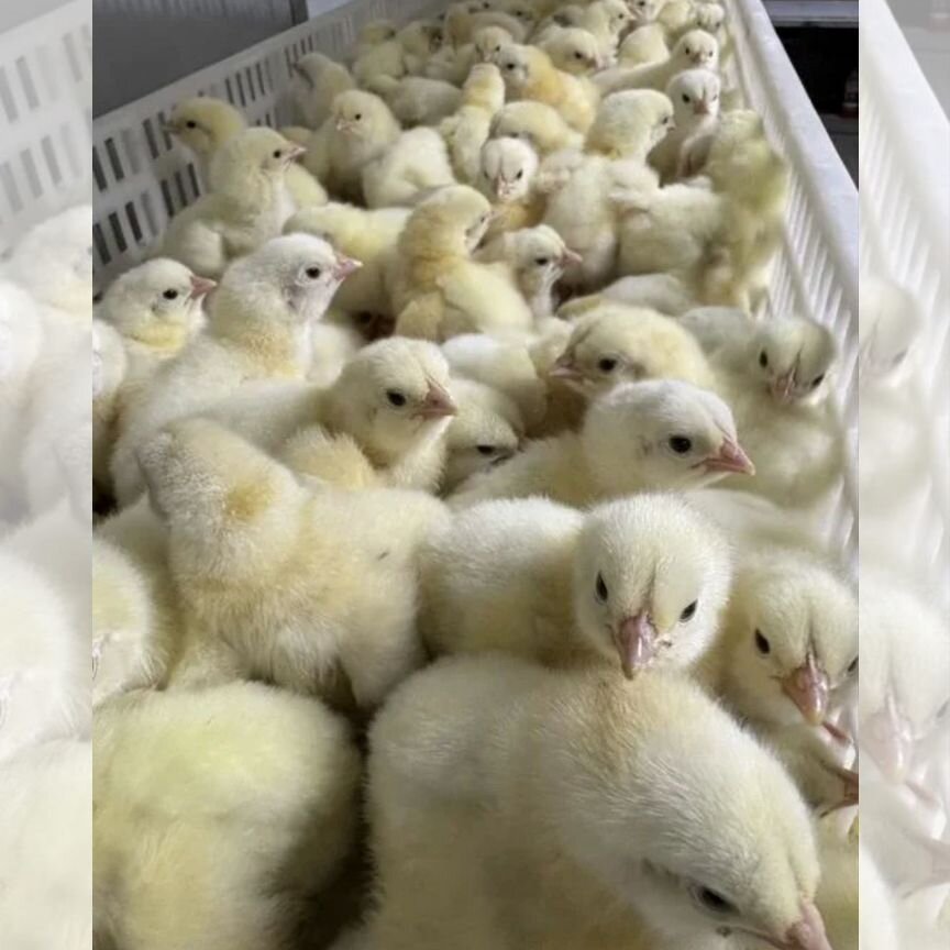 Цыплята бройлеры нисушкаи суточные и подрошенные