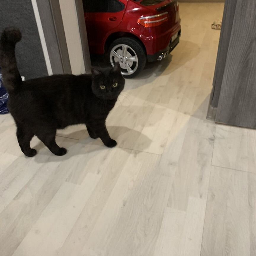 Отдам кота в добрые руки