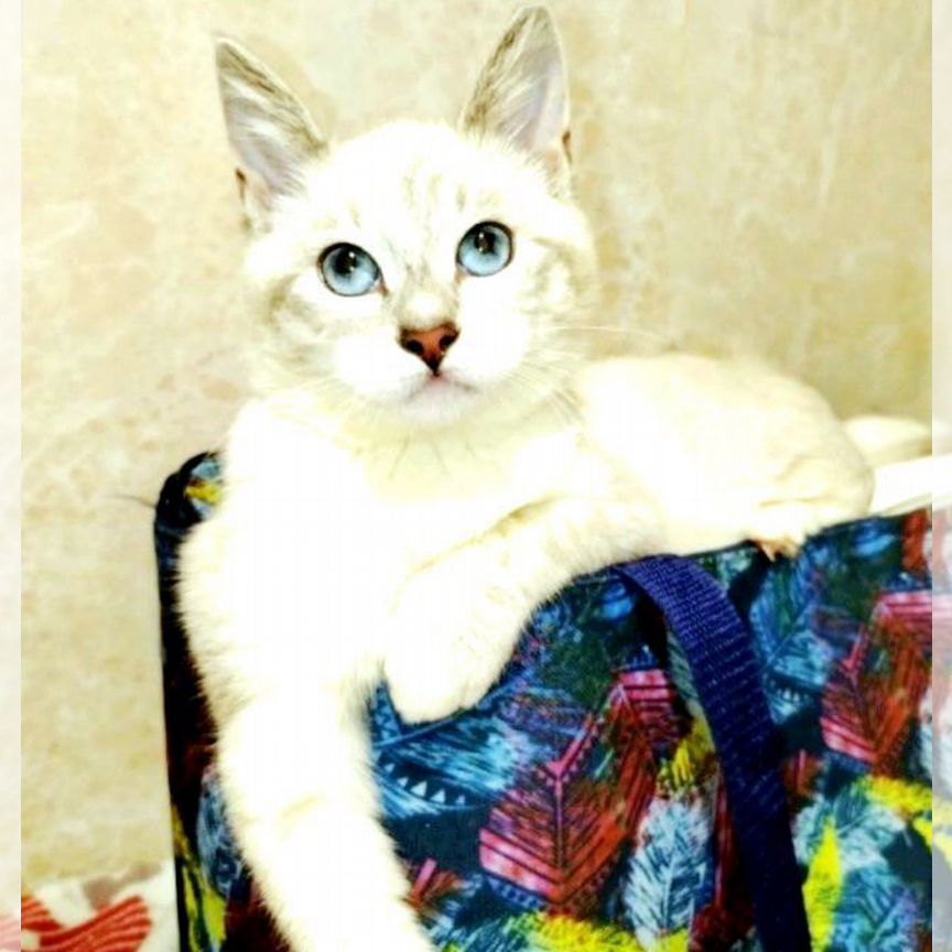 Тайский котёнок