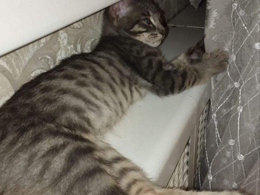 Кот полу абиссинец