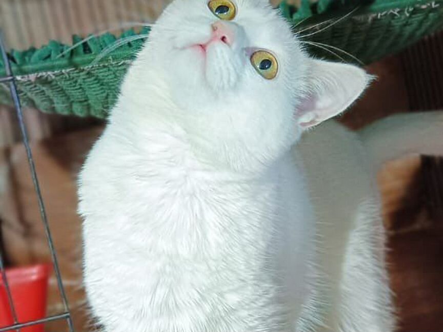 Турецкая ангора