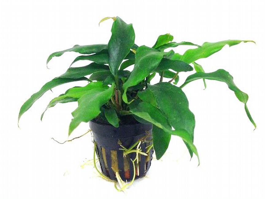 Анубиас минима (Anubias minima)