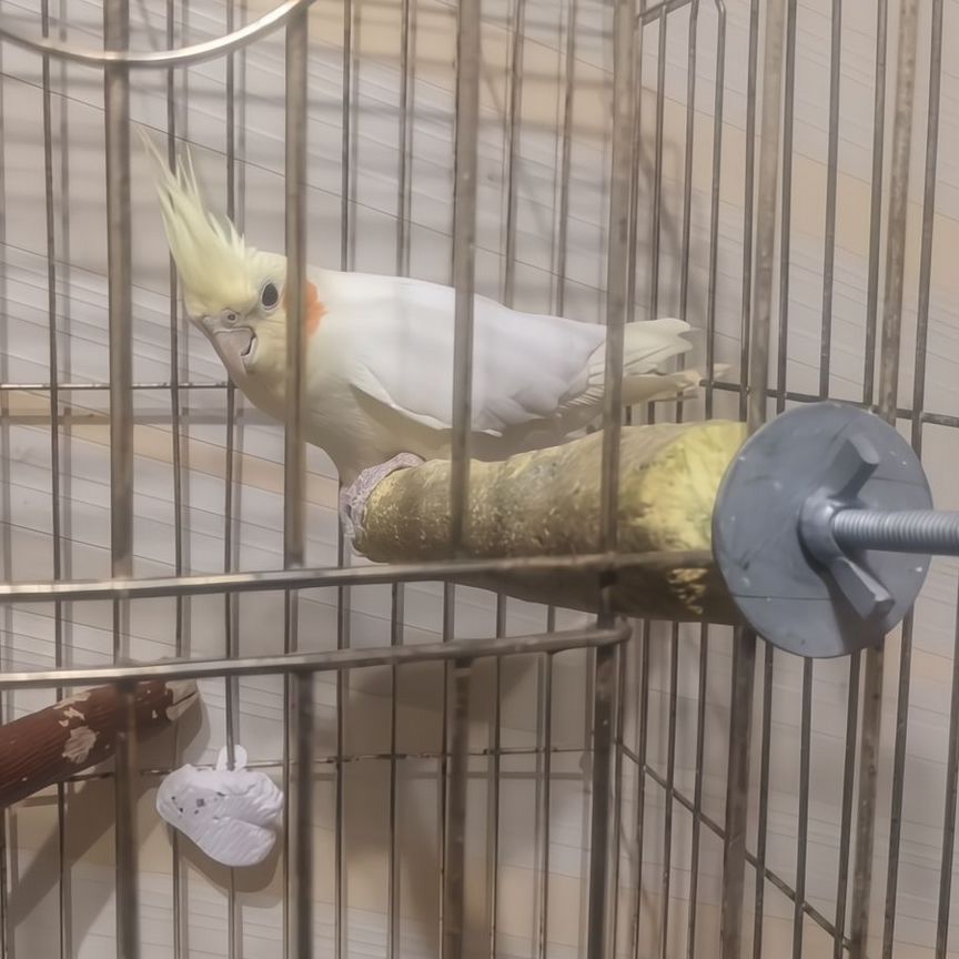 Попугай Корелла с клеткой