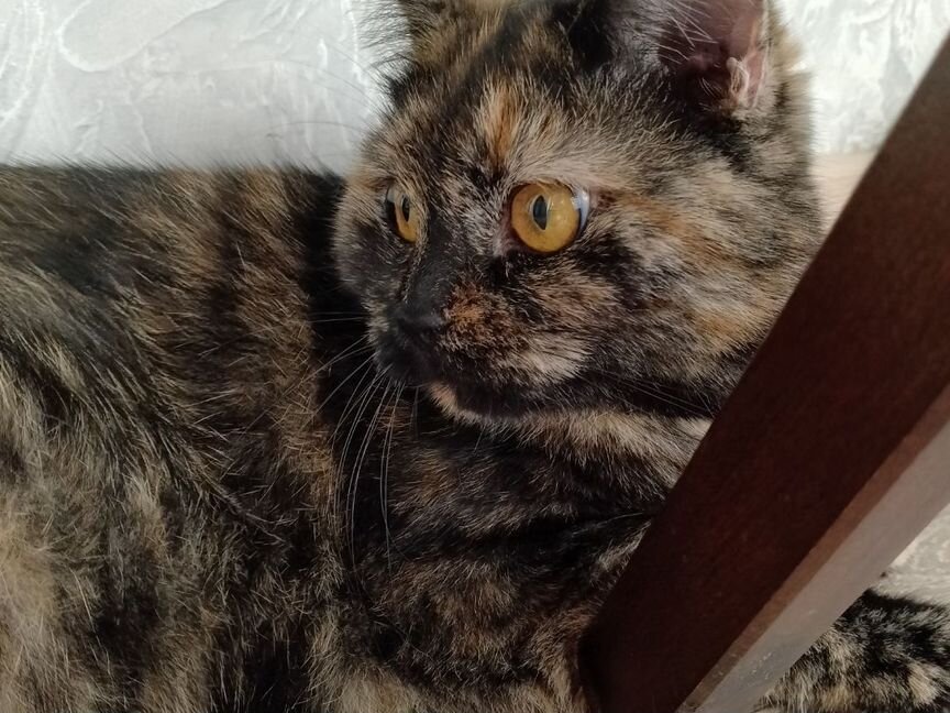 Кошечка Черепаховая
