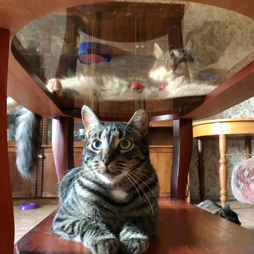 Статный кот