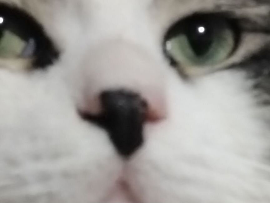 Кот Степа