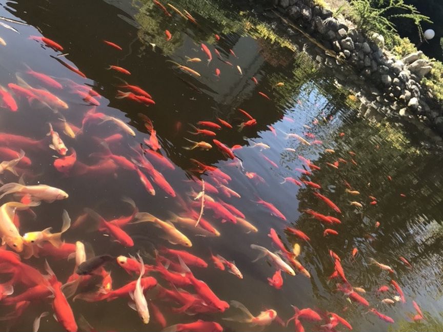 Прудовые рыбки кометы