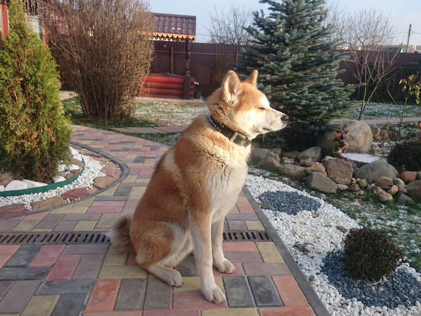 Акита-ину,мальчик 8 мес