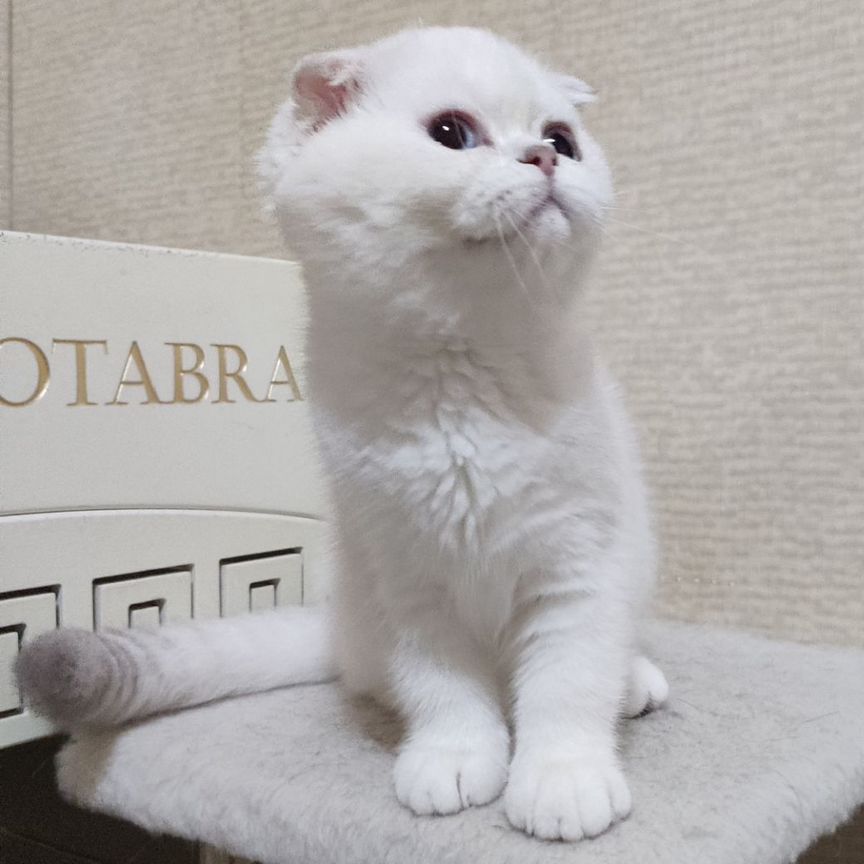 Шотландский вислоухий короткошёрстный котёнок