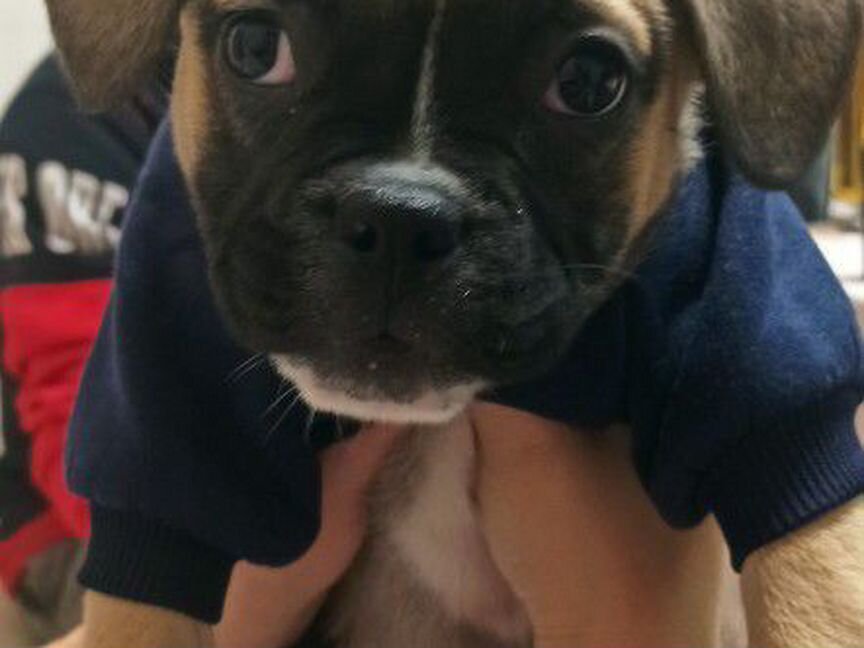 Верный друг