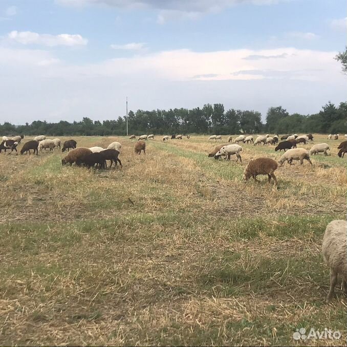 Ягнята и матки