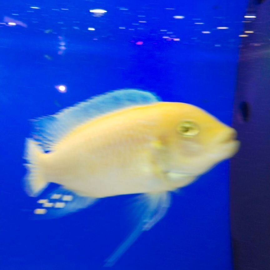 Рыбки цихлиды