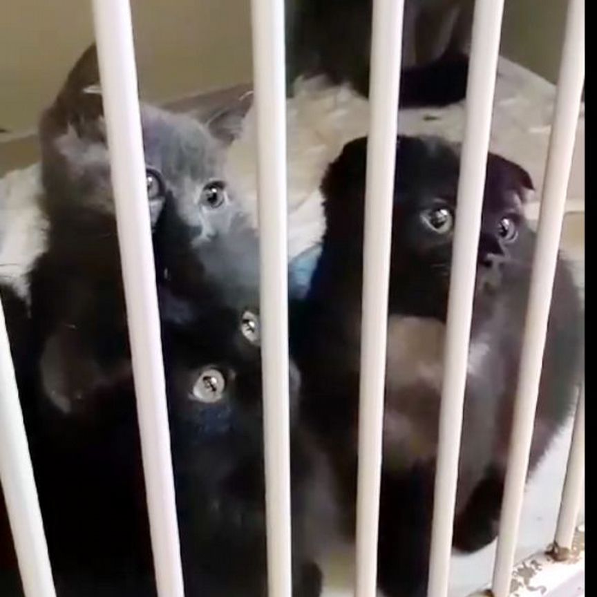 Вислоухие котята 2,5 мес. Подарите дом