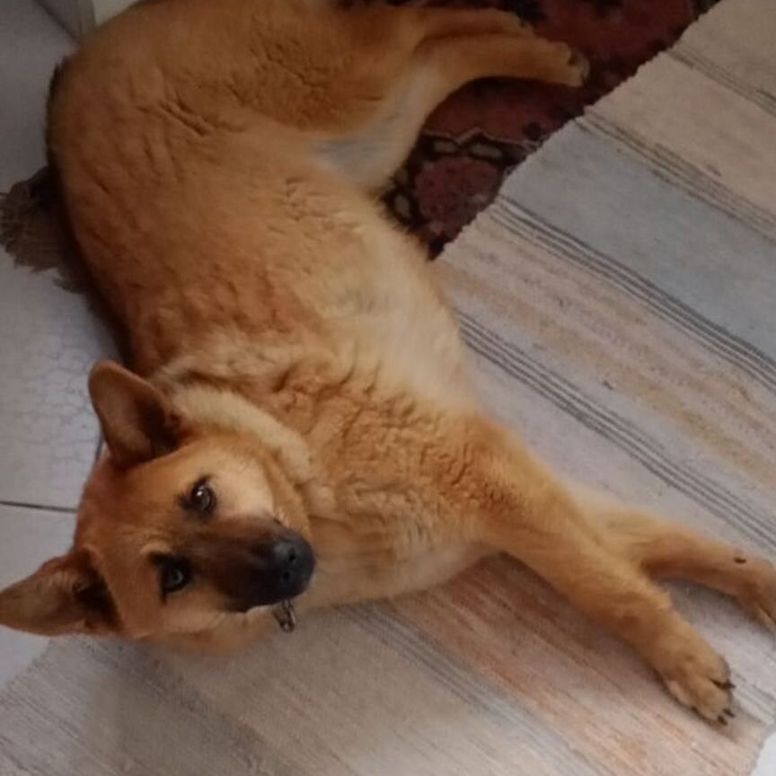 Взрослая собака в добрые руки