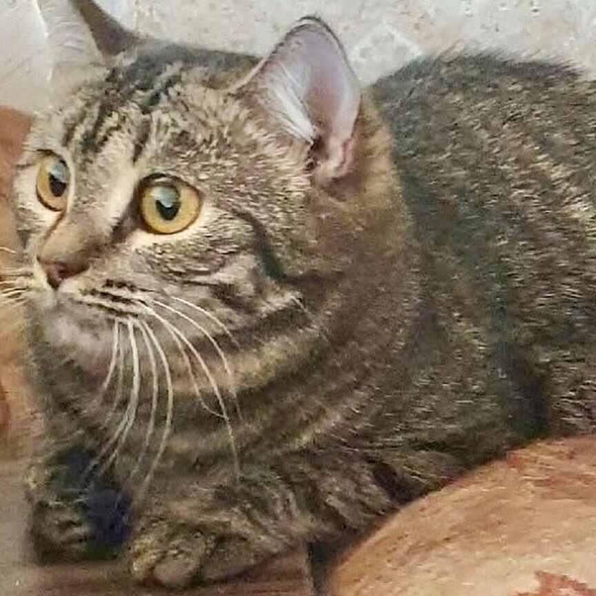 Европейский короткошёрстный котёнок