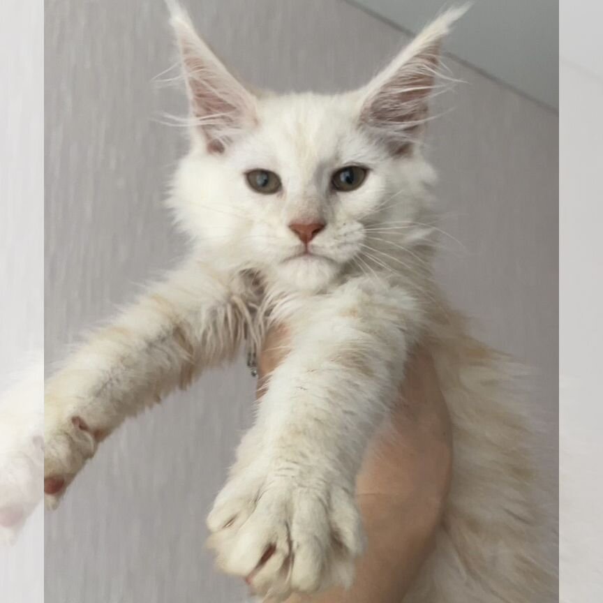 Мейн-кун котёнок