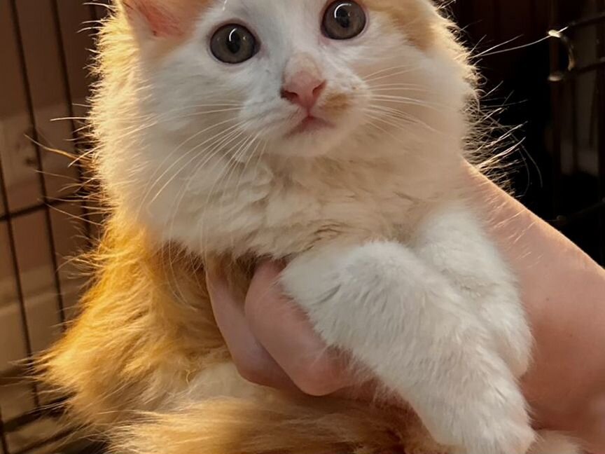 Котята бесплатно