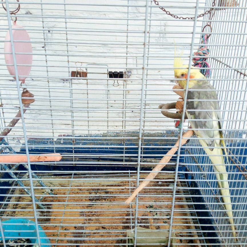 Попугай корелла с клеткой