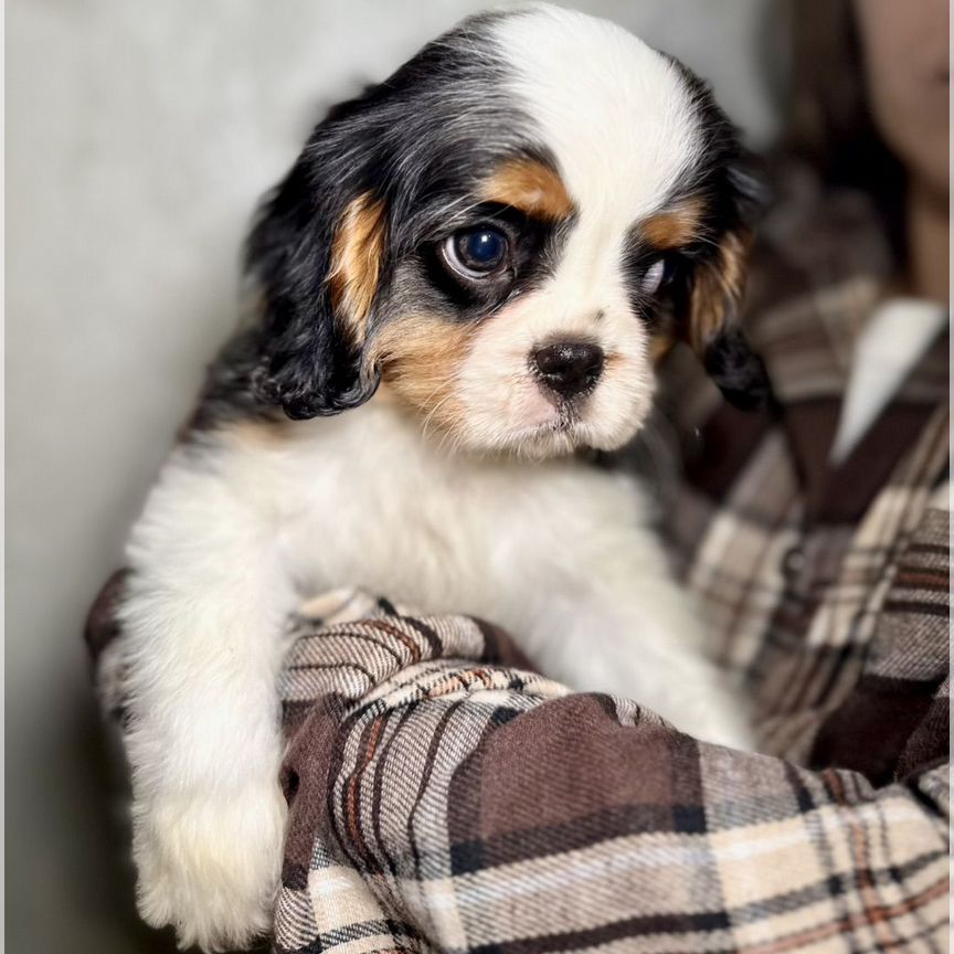 Кавалер кинг-чарльз-спаниель, щенок
