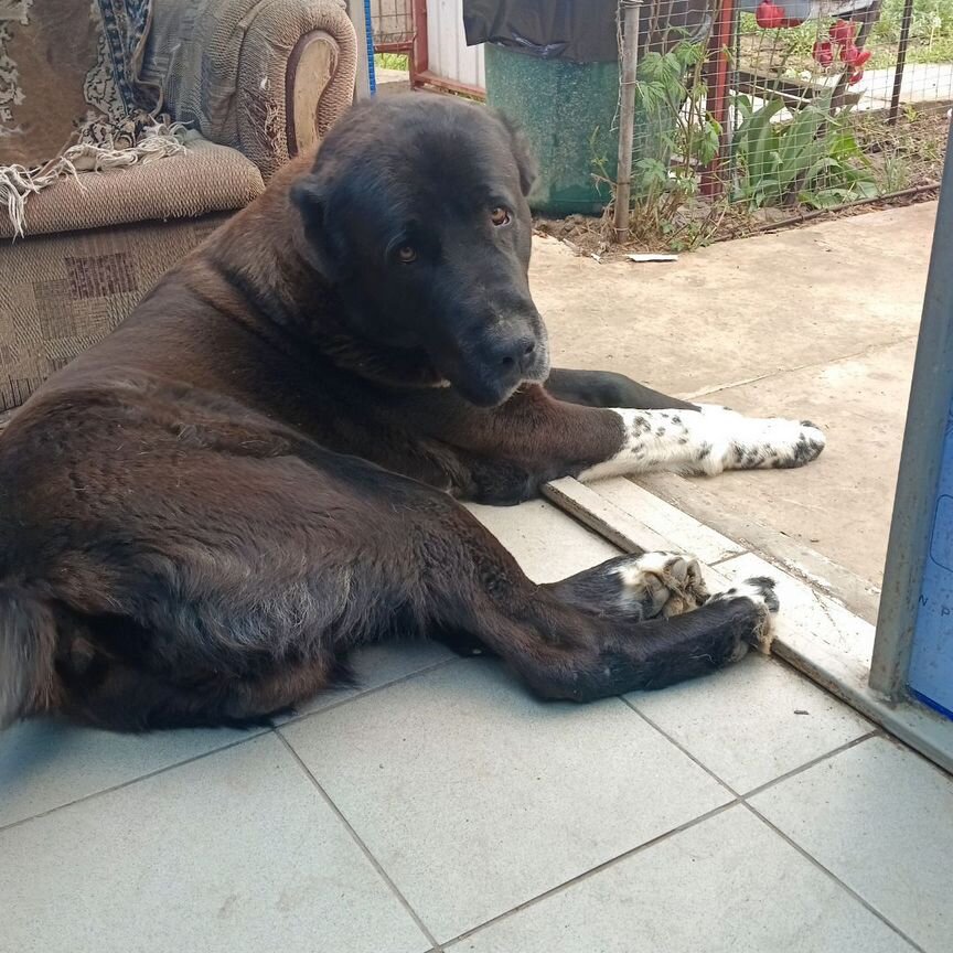 Вязка алабай