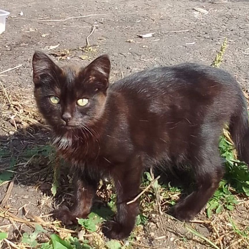 В добрые руки, возраст 2,5 месяца