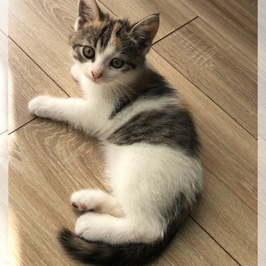 Котёнок в добрые руки