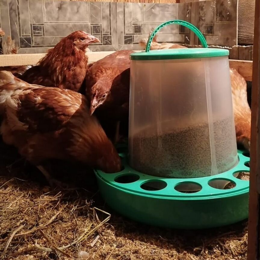 Куры несушки петух