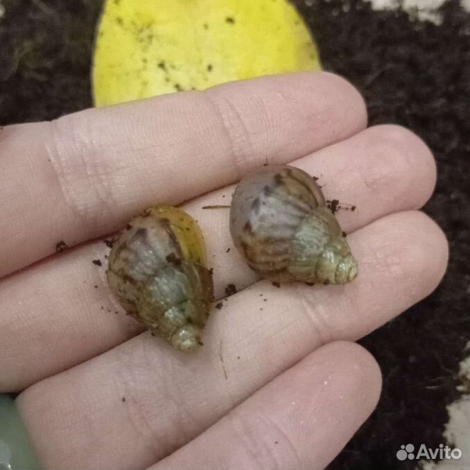 Улитки ахатины 3 месяца