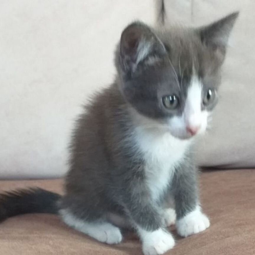 Котёнок в добрые руки