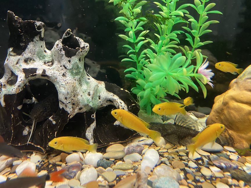 Лабидохромис еллоу