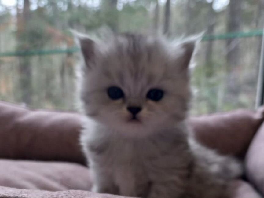 Шатланская прямоухая кошка