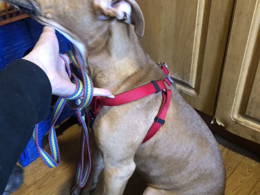 Отдам стаффордширского терьера