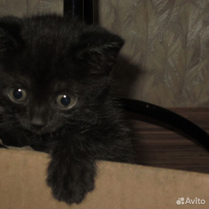 Самые крутые котята