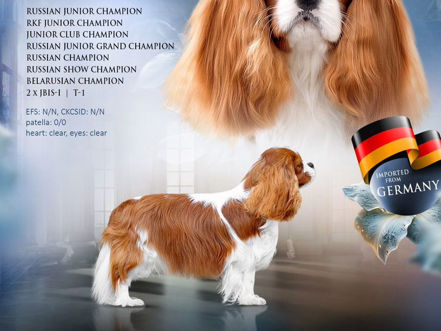 Кобель Кавалер Кинг Чарльз спаниель для вязки