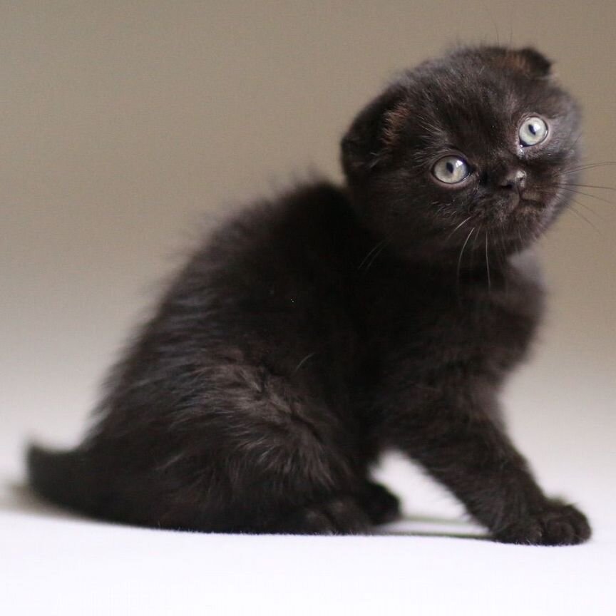 Шотландские котята вислоухие и прямоухие