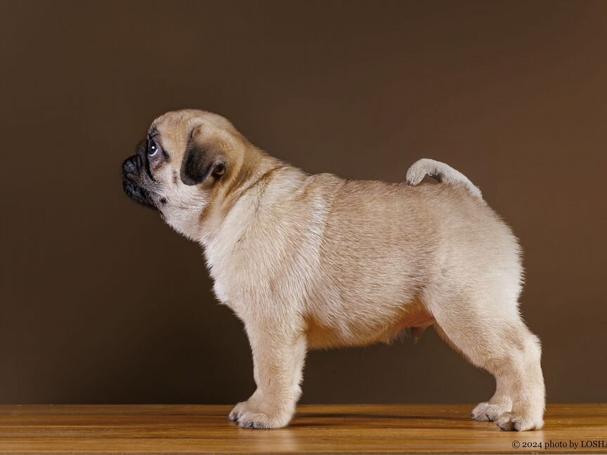 Щенок мопса