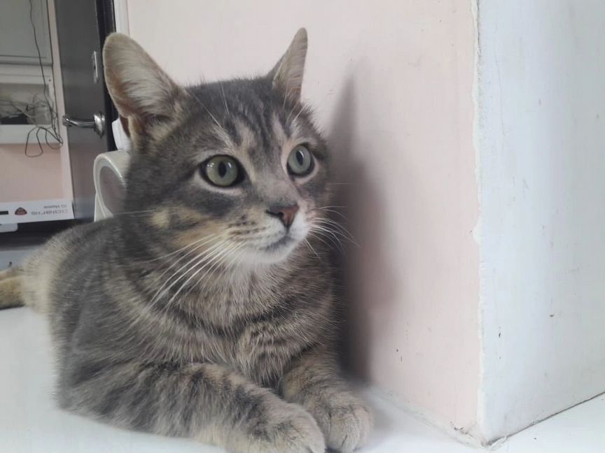 Полосатый, ласковый котик