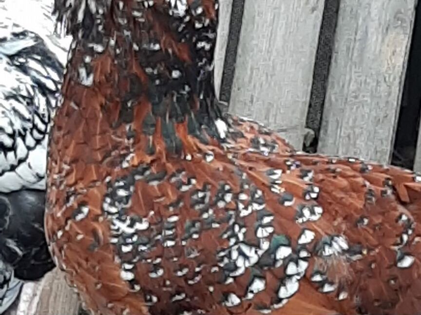 Породистые курочки