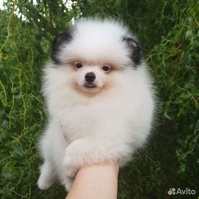 Панда-Померанский шпиц