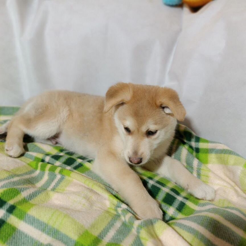 Щенки в дар