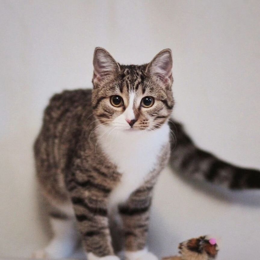 Котенок в добрые руки