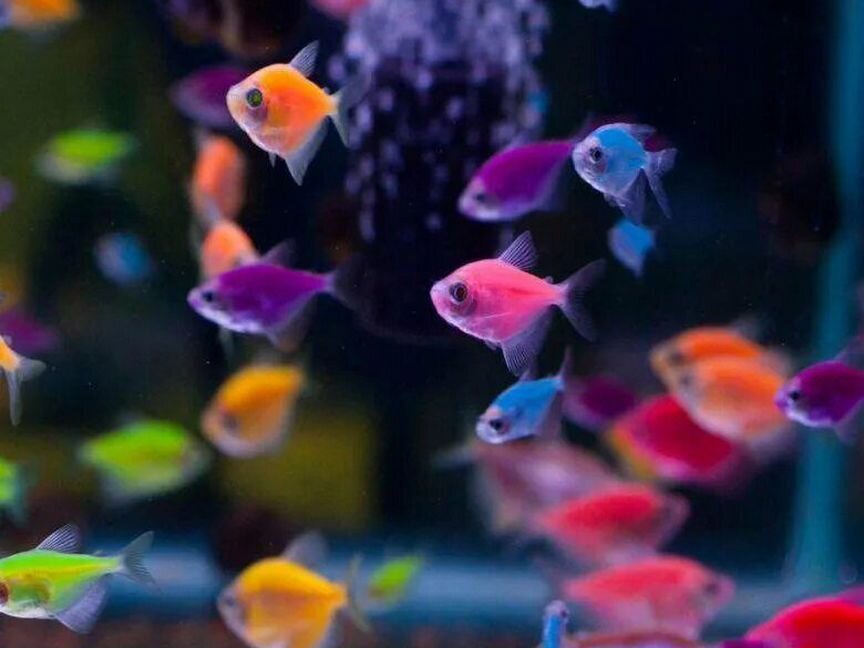 Аквариум с рыбками 35л