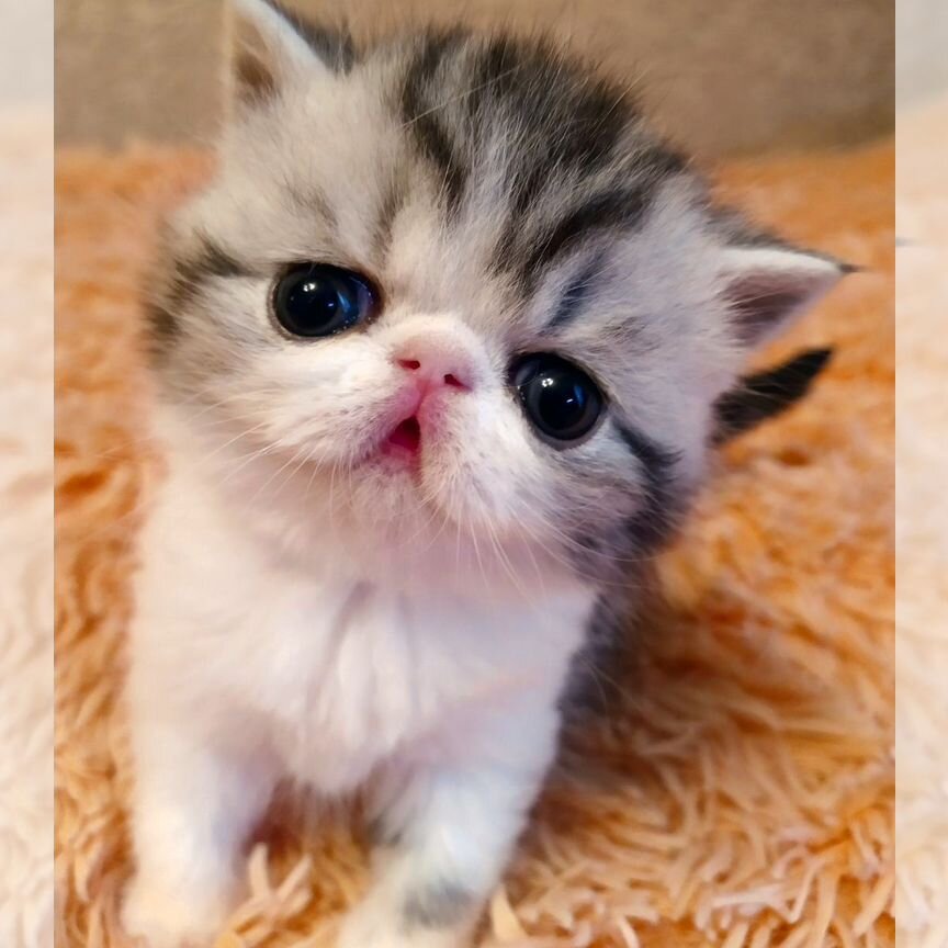 Экзотические котята