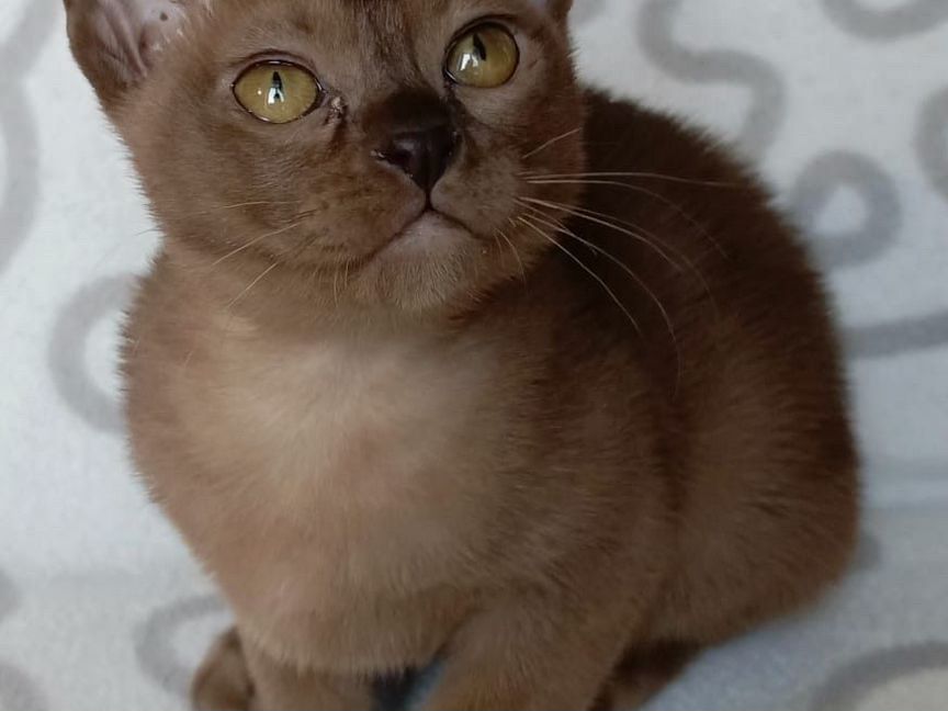 Бурманские котята